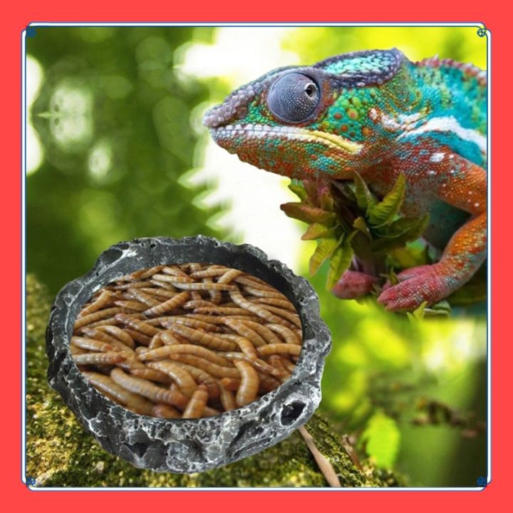 VibeVendor Reptile Food Bowl Lizard Gecko Food Water Dish Bearded ...