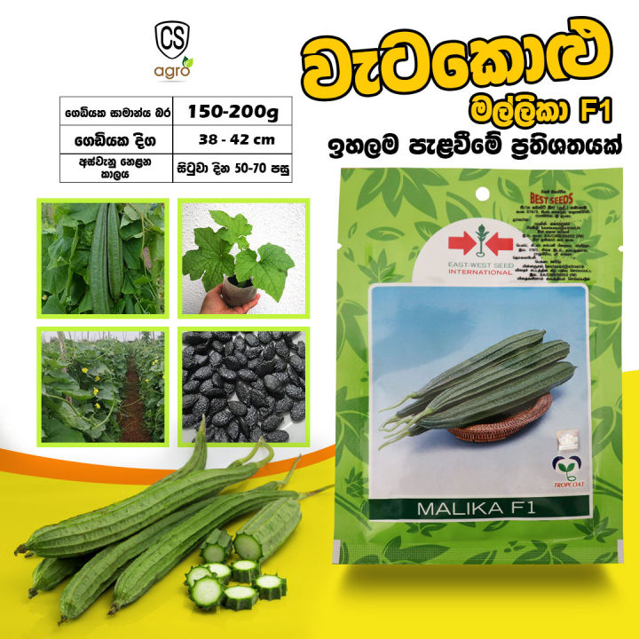 Ridge Gourd Malika F1 Hybrid Luffa Seeds Watakolu Beeja දෙමුහුන් ...