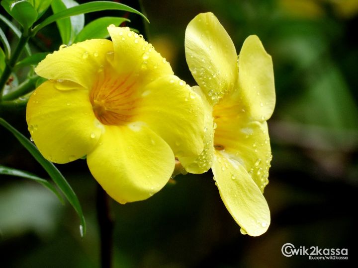 Rukkaththana Plant | Daraz.lk