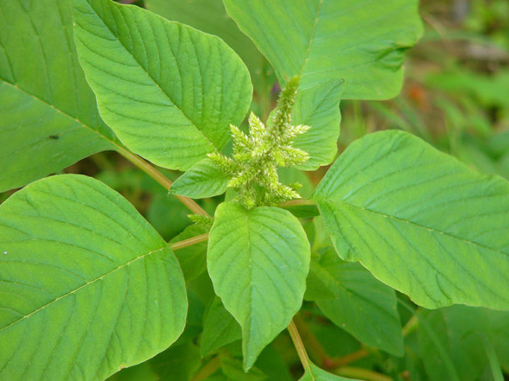 White amarunthus seeds for home garden (sudu/keera thampala) 100 SEEDS ...