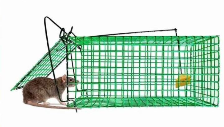 Rat trap cage steel mesh box | Daraz.lk
