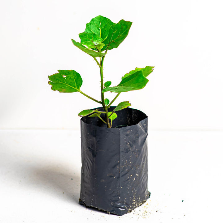 Wel thibbatu වැල් තිබ්බටු plant | Daraz.lk