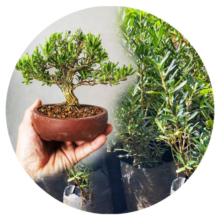 High Quality Natural Box Wood Plant natural plant from sapling cloud ...