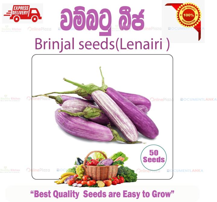 Brinjal Lena Iri Seeds Seeds/ Lena Iri Seeds/Batu/vegetable Seeds/Home ...