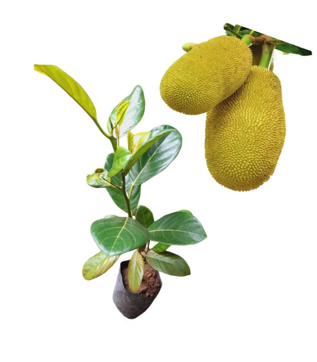 Jackfruit plant (kos pala, cos plant, waraka pala). | Daraz.lk