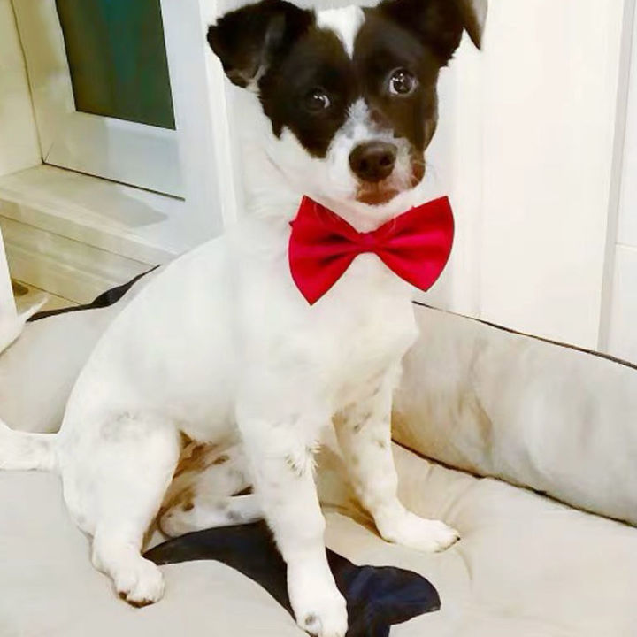 Dog collar accessories bow tie store