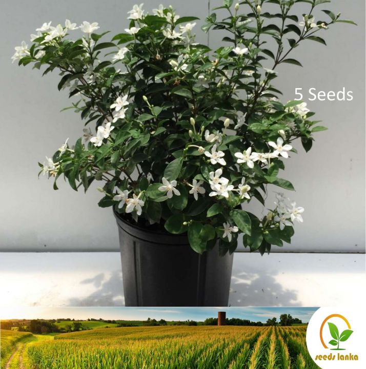 ඉද්ද Idda 5 Seeds (Walidda antidysenterica) for Natural Organic Farming ...