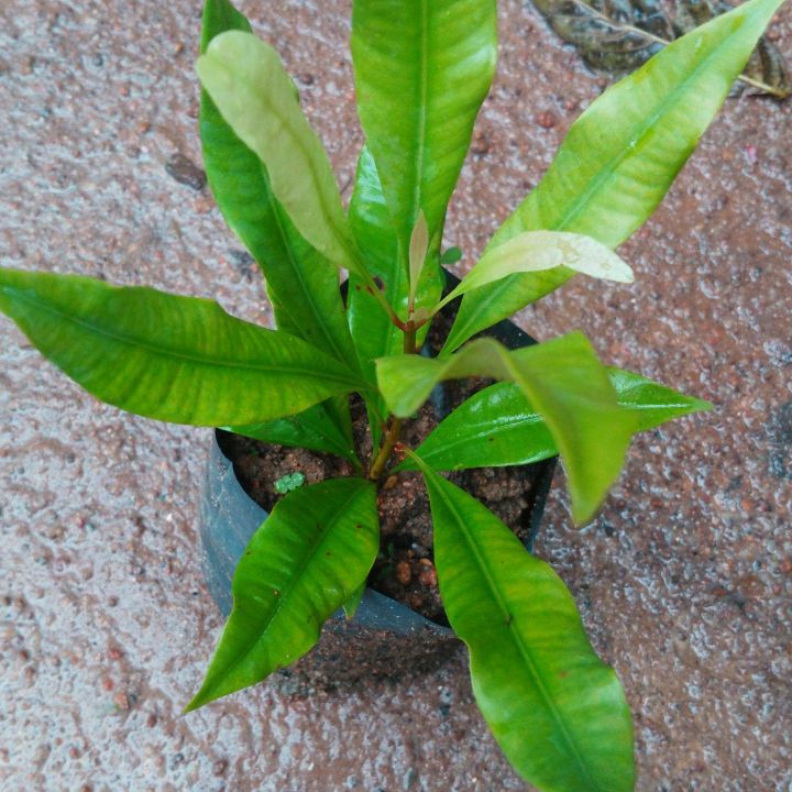 Clove Plants,Natural Clove Plants,Natural Karabunati Plants | Daraz.lk