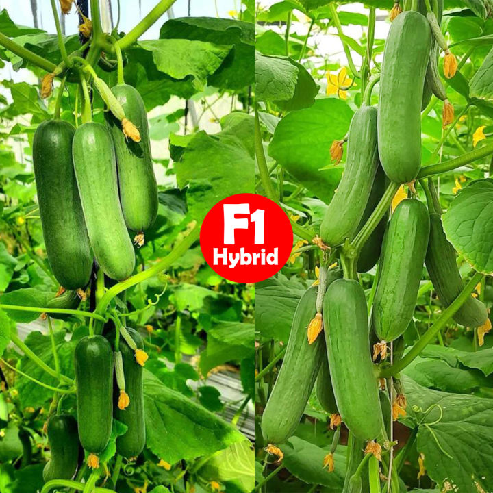 Gherkin Green Cucumber Seeds Home Garden Plant Vegetable Hybrid F1 ...
