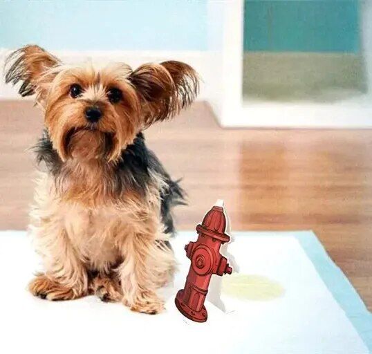 【HOT】 Dog Urine Pad Dog Fire Hydrant Training Aid Guidance Urine Pad ...