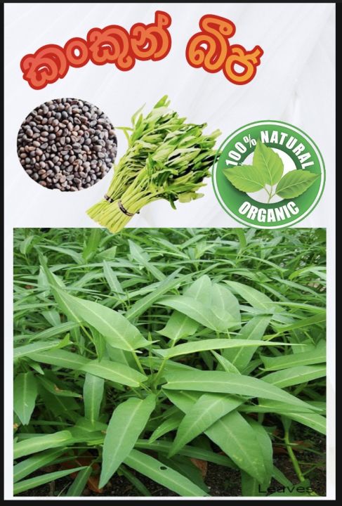 Kan Kung Vegetable Seeds 30 Days Harvest . | Daraz.lk