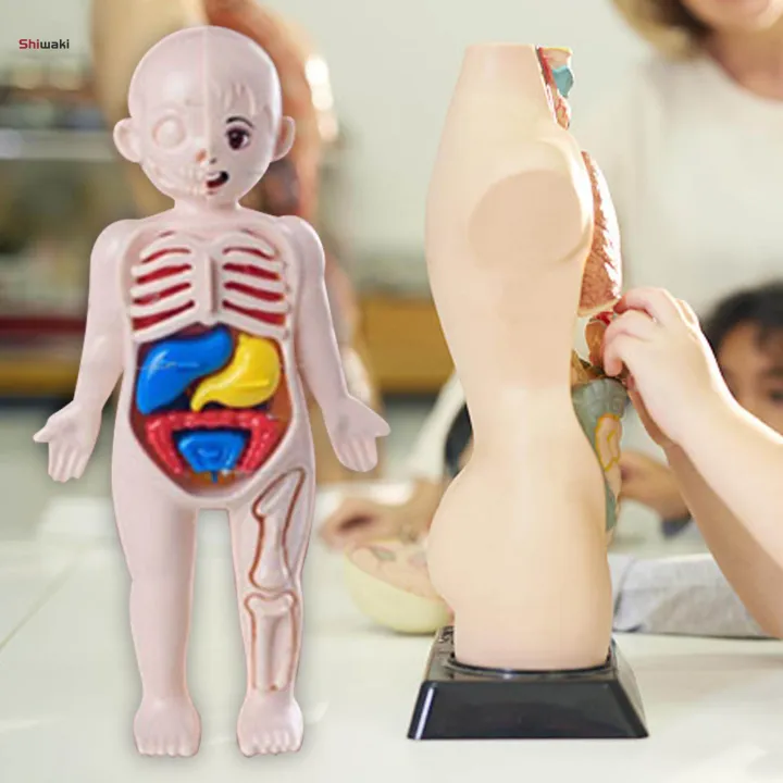 Human Body Toy Human Body Organs Awareness Removable Organs Toys Body ...