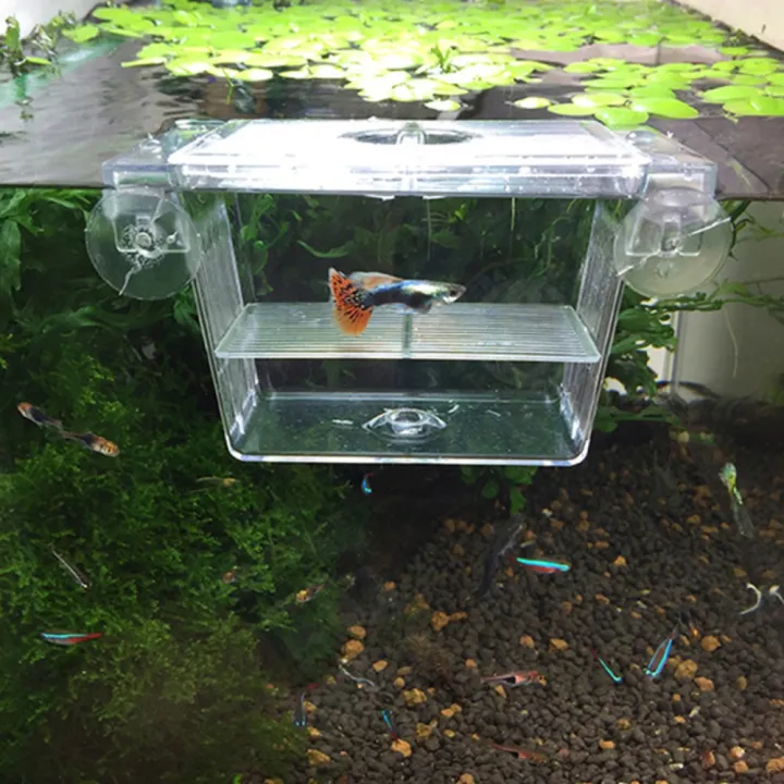 Acrylic Clownfish Isolation Incubator Shrimp Aquarium Breeder Box Fish ...