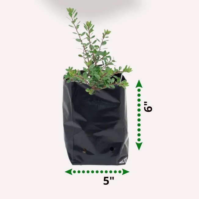 Small Planting bags Plastic Poly Grow Bag 5" x 6" | Daraz.lk