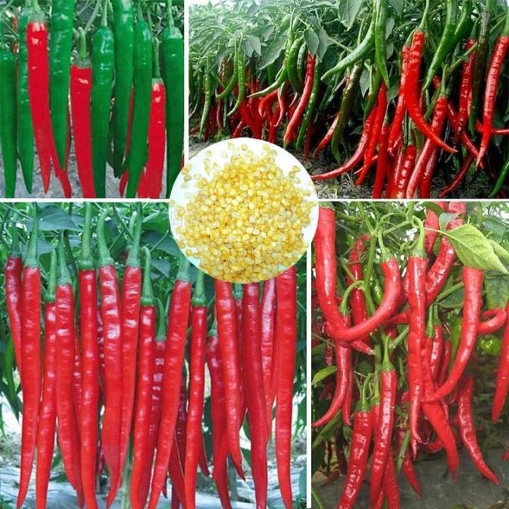 Malaysia Ready Stock 100pcs Giant Spices Spicy Red Chili Hot Pepper ...