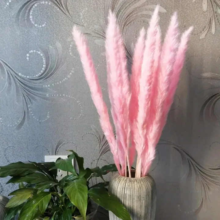 【Hannah Martin Official Store】15x Natural Pampas Grass Reed Home ...
