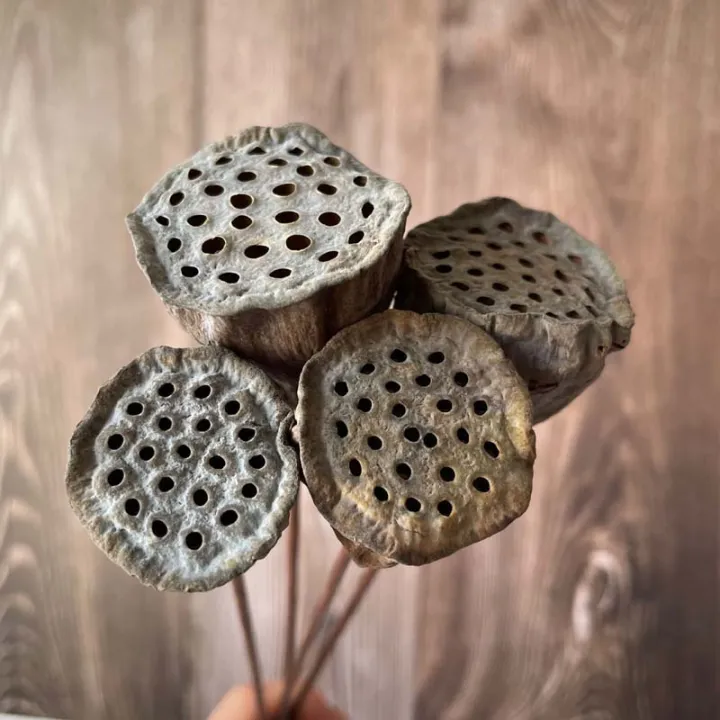 3~4cm /5pcs 35-40cm Natural Dried Lotus Seedpod With Artificial Wire ...