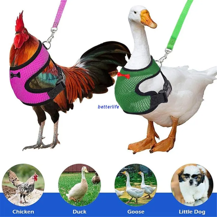 BTF Rooster Harness Adjustable Hen Vest with Matching Belt Duck Harness ...