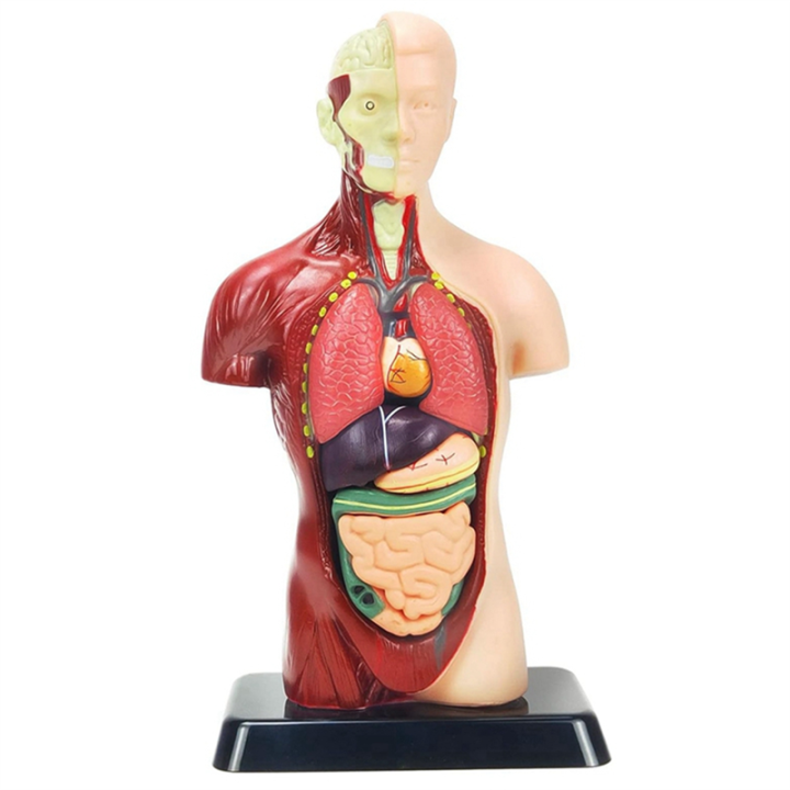 Human Body Model for Kids Multicolor Human Torso Anatomy Model Toys 8 ...