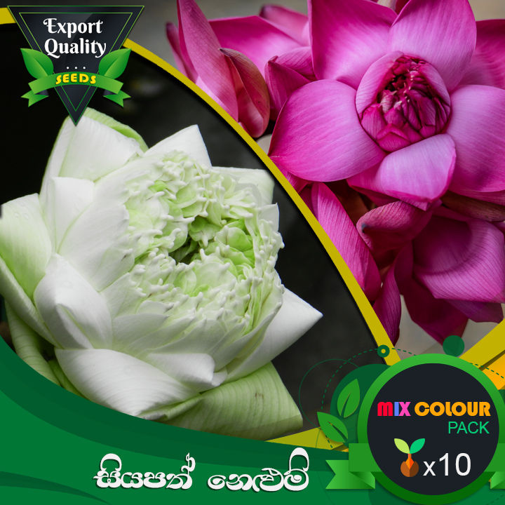 CeylonExpress - Export Quality Red Siyapath Lotus & White Siyapath Lotus Seed Mixed 10 PCs For ...