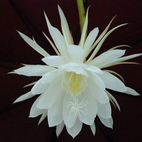 Kadupul flower plant/Kadupul flower | Daraz.lk