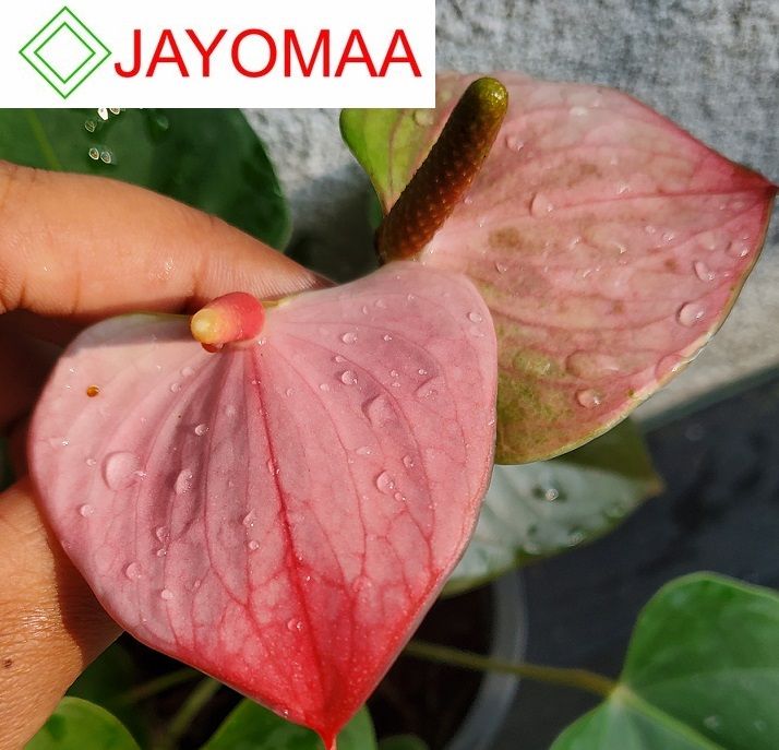 Anthurium Plant - Princess Amaliya-Pink & White Bangkok variant potted ...