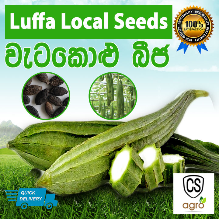 Wetakolu Beeja Luffa Local Seeds Agriculture Home වැටකොලු බීජ 2g | Daraz.lk