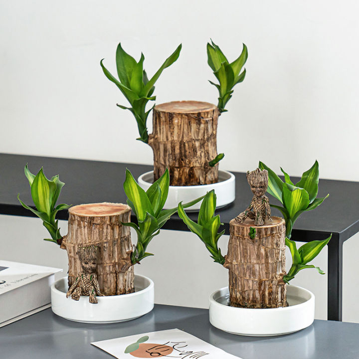 Groot Green Plant Brazilian Wood Water Raise Lucky Wood Potted Small ...