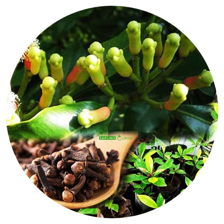 High Quality Natural Cloves Plant Karabu Nati Natural Plants | Daraz.lk