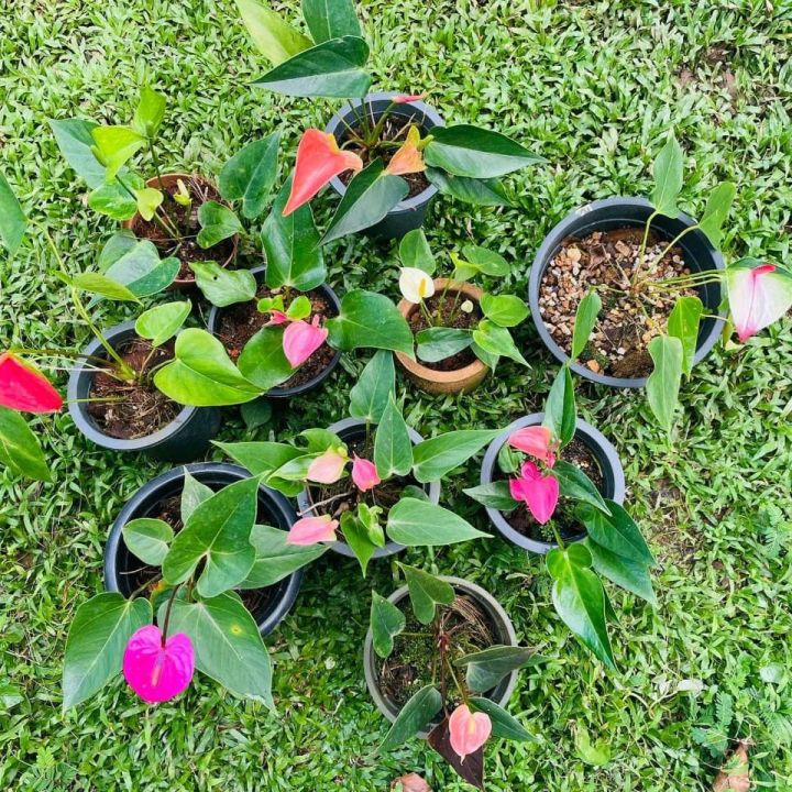 Anthurium Bangkok ( ඇන්තූරියම් ) Package 1 - Mystique, Joli, Vanilla ...