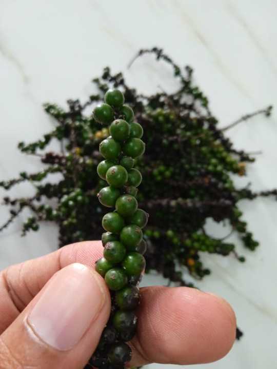 Black pepper seed 100g Gammiris | Daraz.lk