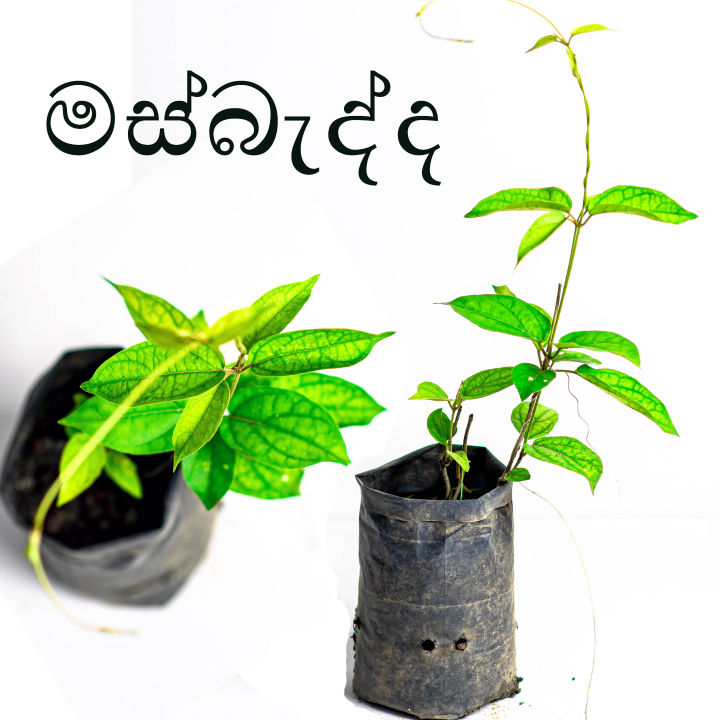 Masbedda මස්බැද්ද Muwa kiri මුව කිරි වැල් medical plant | Daraz.lk