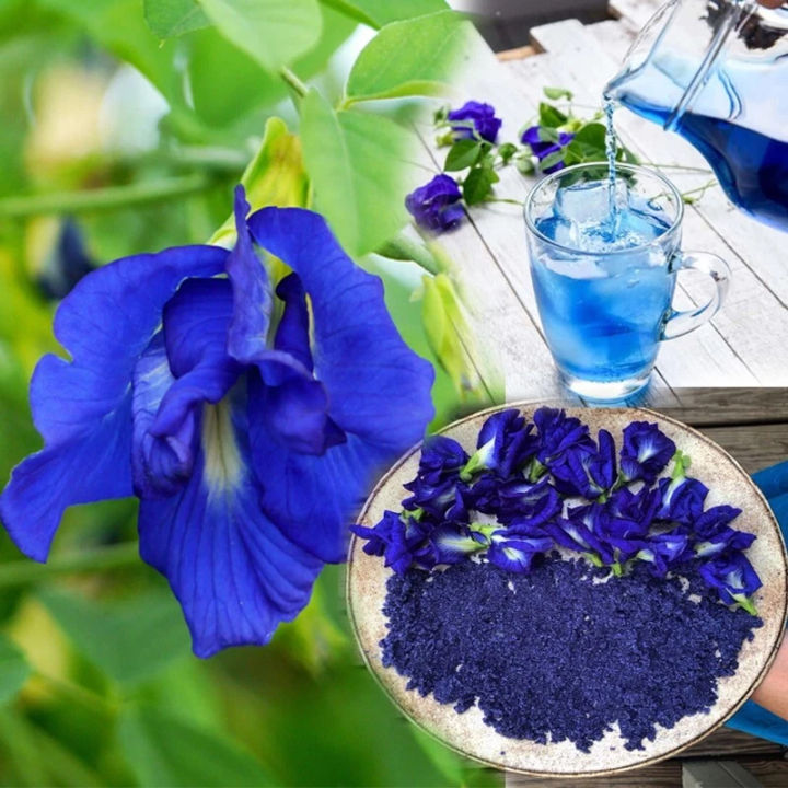 Dried Butterfly Pea Flower [Clitoria Ternatea] Nil Katarolu Tea | Daraz.lk