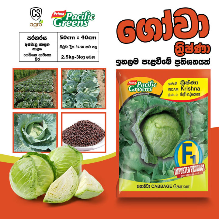 F1 Hybrid Cabbage Indam Krishna Seeds ගෝවා බීජ 0.1g Home Gardening ...