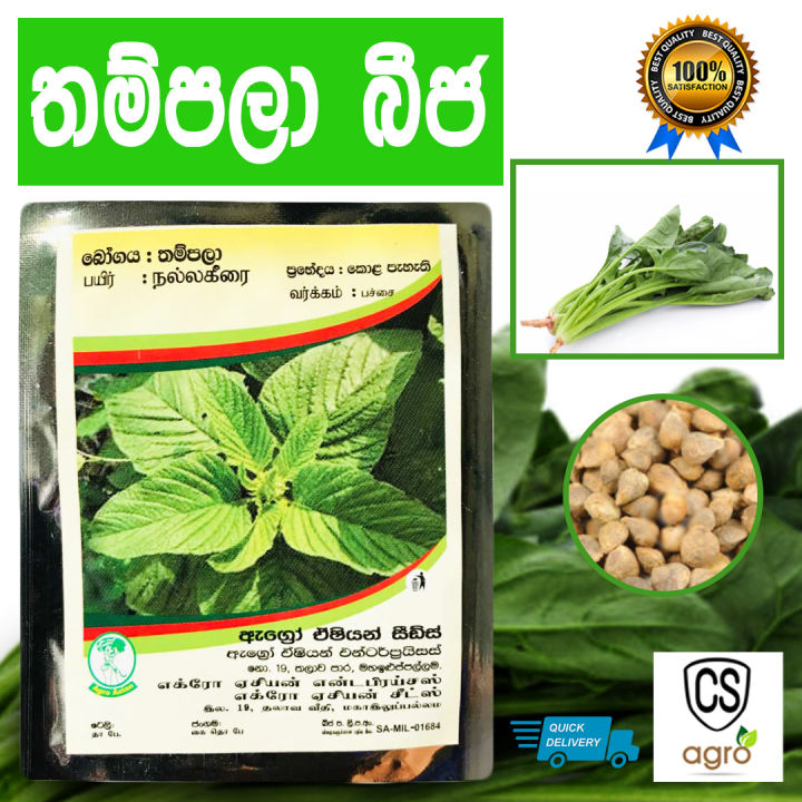 Thampala Green Seeds Gardening Agriculture Home Pigweed Green Amaranth ...
