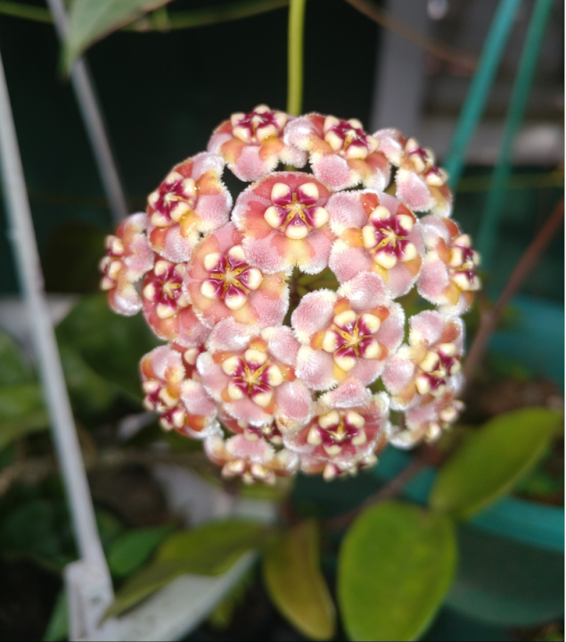 Hoya Big Pink Flowers Fragrance flowers blooming Indoor outdoor hanging ...