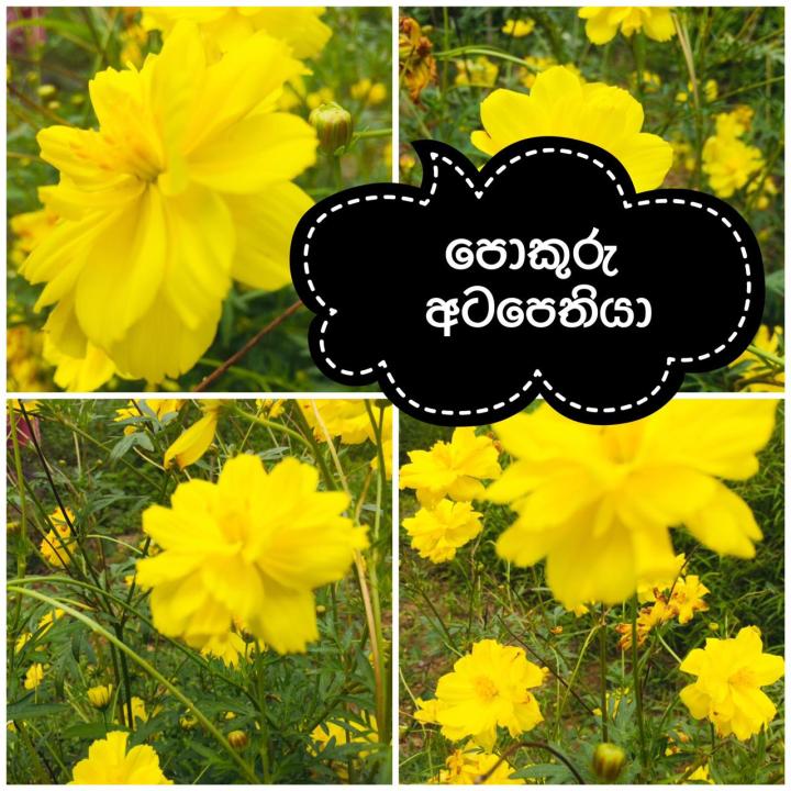 Japan Double petal atapethiya | Daraz.lk