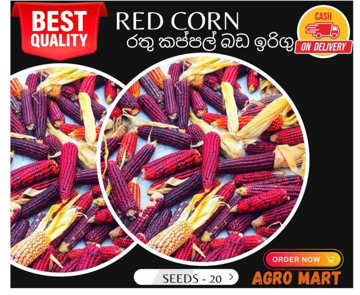 Red corn seeds - 20 | Daraz.lk