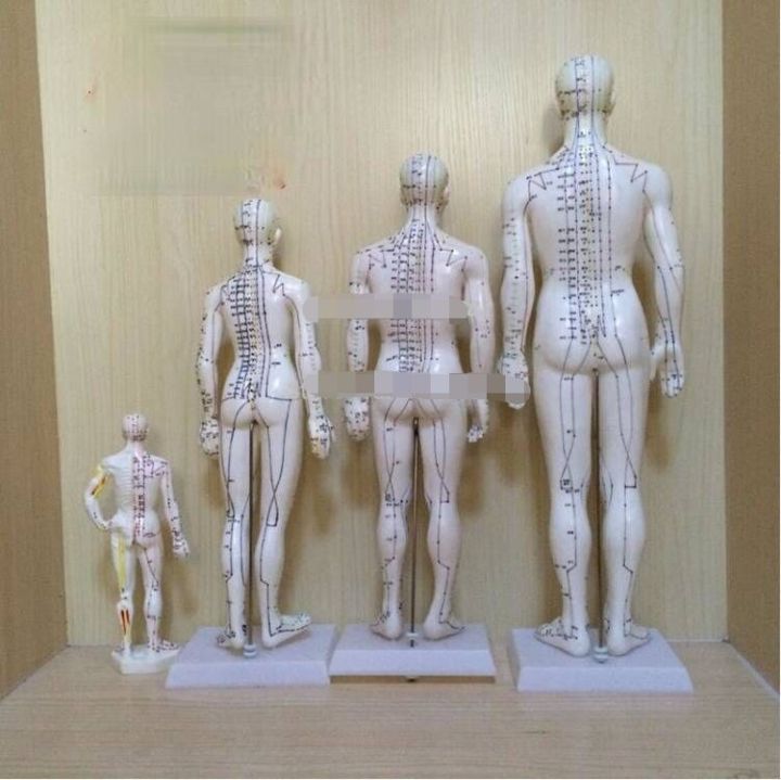 50CM English human acupuncture meridian points model male or female ...