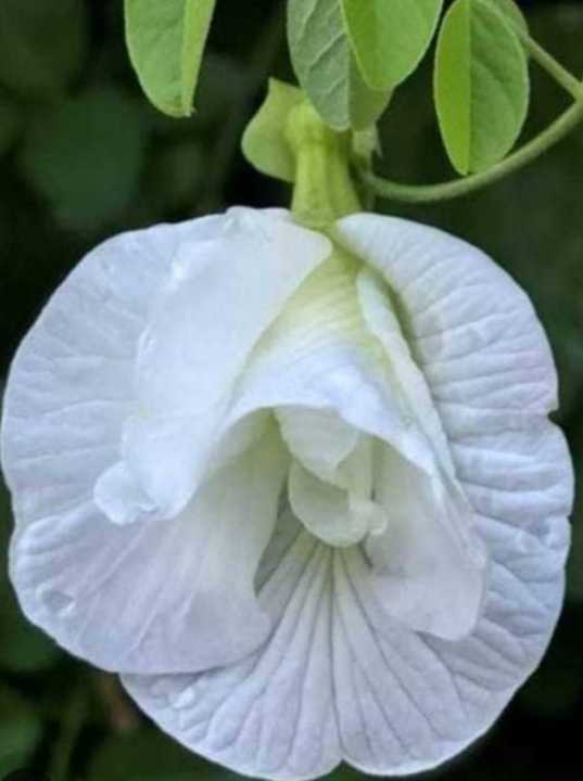 Nil katarolu visesha / Blue clitoria special flower seeds | Daraz.lk