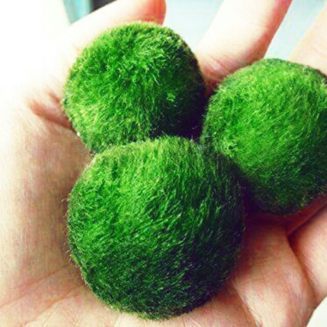 Japanese Marimo Ball Moss for Aquarium Shrimp and Fish | Daraz.com.bd