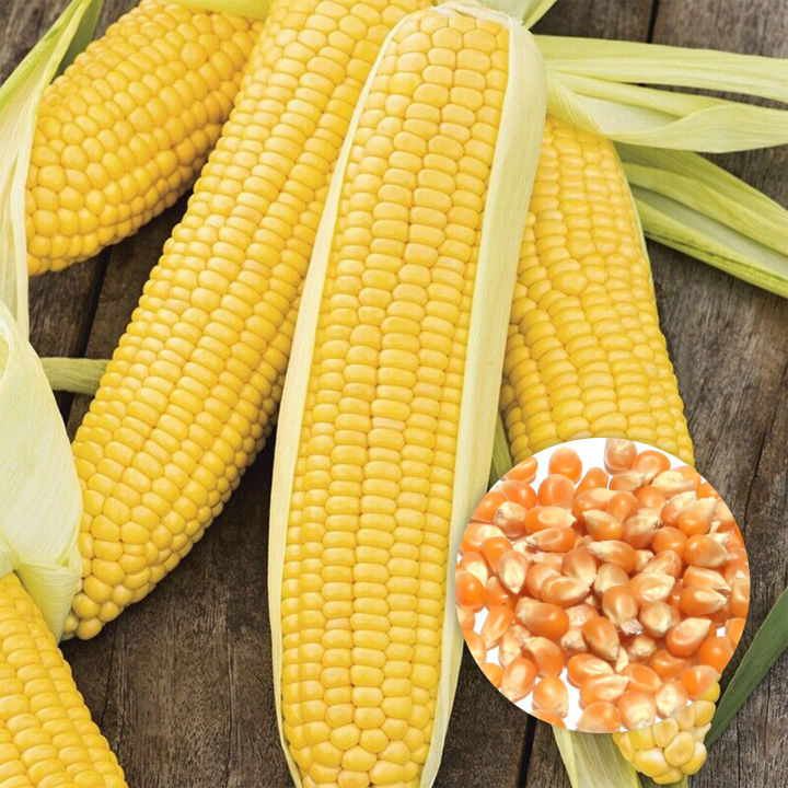 F1 Hybrid Maize Seeds 25 Badairigu Beeja දෙමුහුන් බඩ ඉරිගු බීජ | Daraz.lk