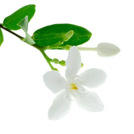 Idda (ඉද්ද) Flower Plants,Natural Flower Plants,Live Plants,Natural ...