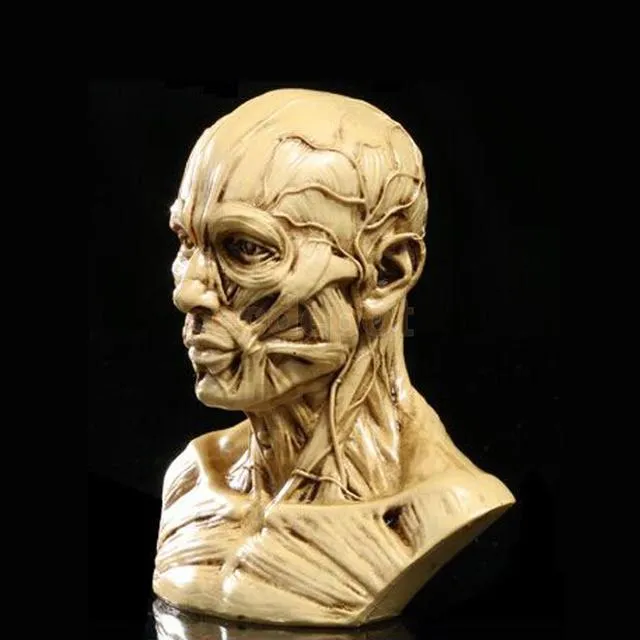 4" Human Model Anatomy Skull Muscle Bone Artist Drawing Antique White ...