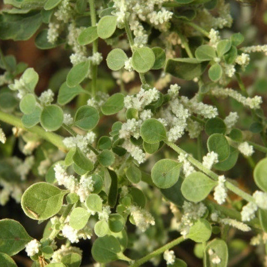 පොල්පලා Polpala (Aerva lanata) 100 Seeds for Natural Organic Farming ...