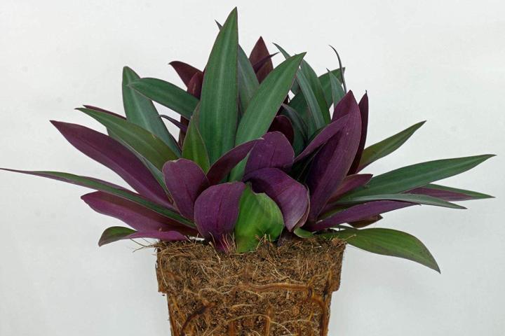 Rohiyo plant රෝහියෝ පැළ | Daraz.lk