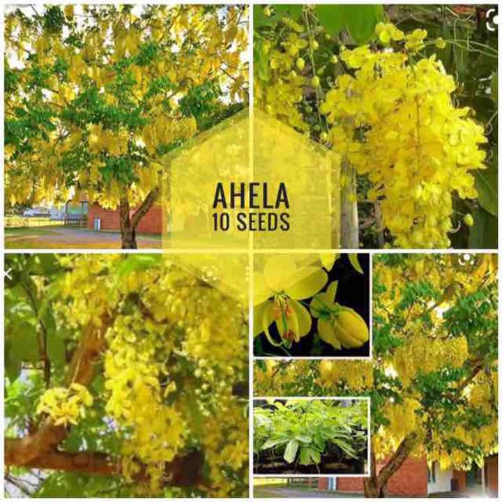Ahela 10 seeds pack for your beautiful home garden | Daraz.lk