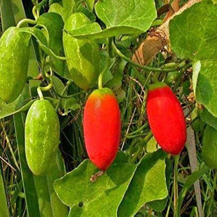 Ivy Gourd Darazlk Buy Online At Best Prices In Srilanka Darazlk