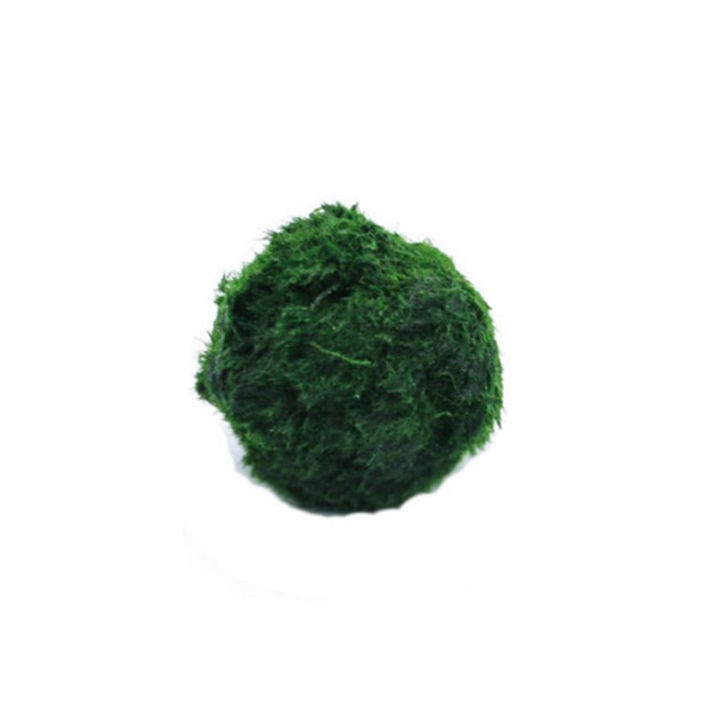 3-4cm Marimo Moss Balls Live Aquarium Plant Algae Fish Shrimp Tank ...
