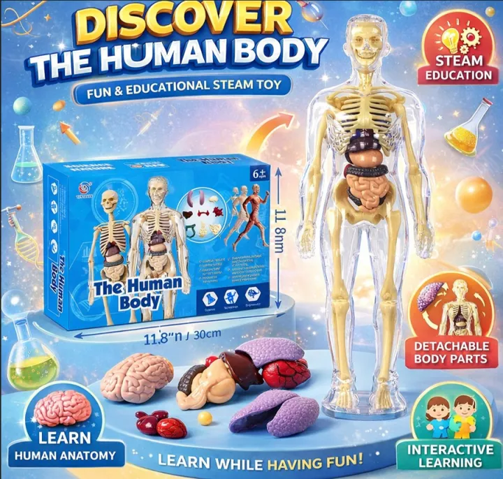 Human Body Parts STEAM Education toy STEM Tool | Daraz.lk